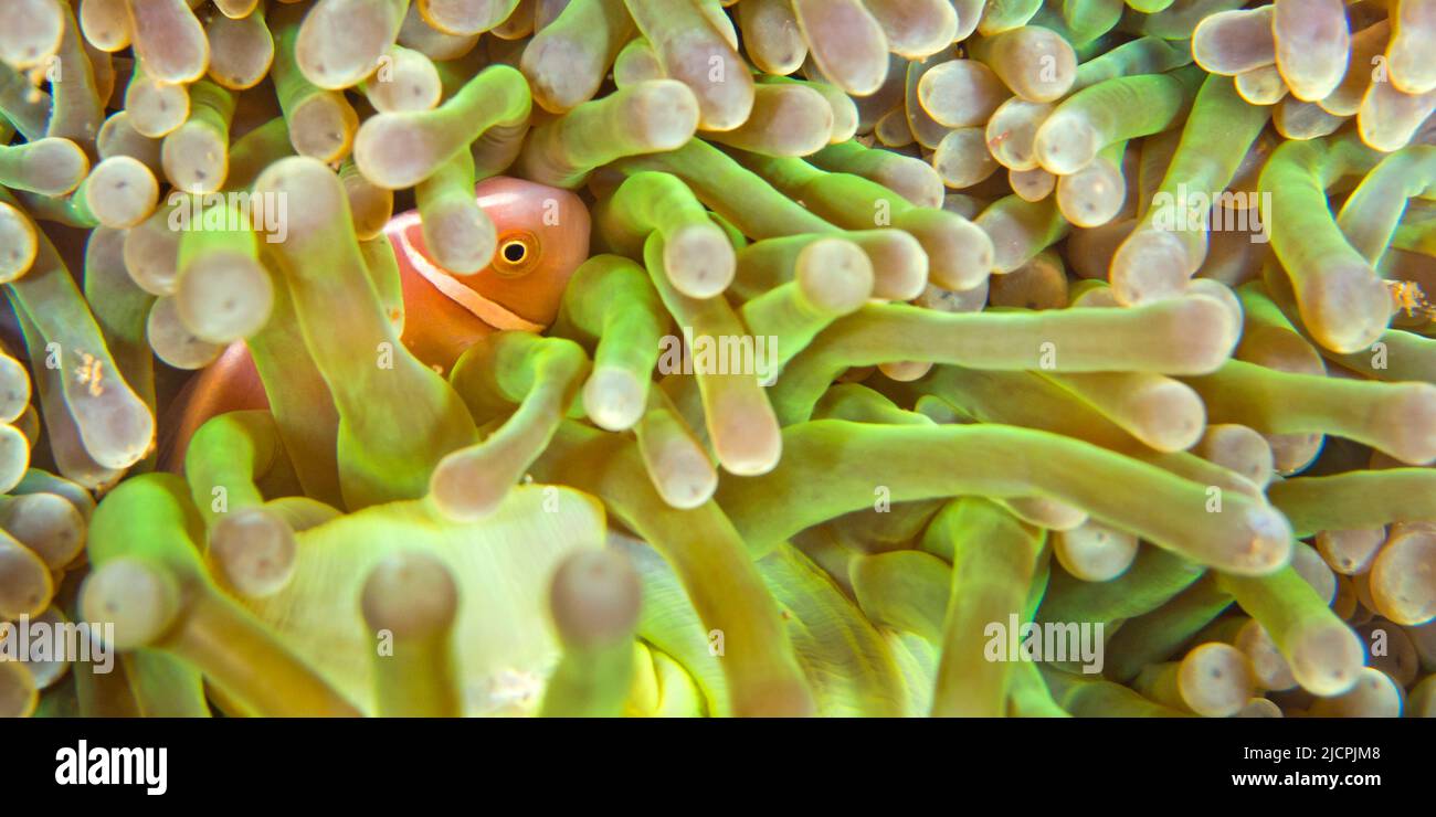 Pink Skunk Clownfish, Pink Anemonefish, Amphiprion perideraion ...