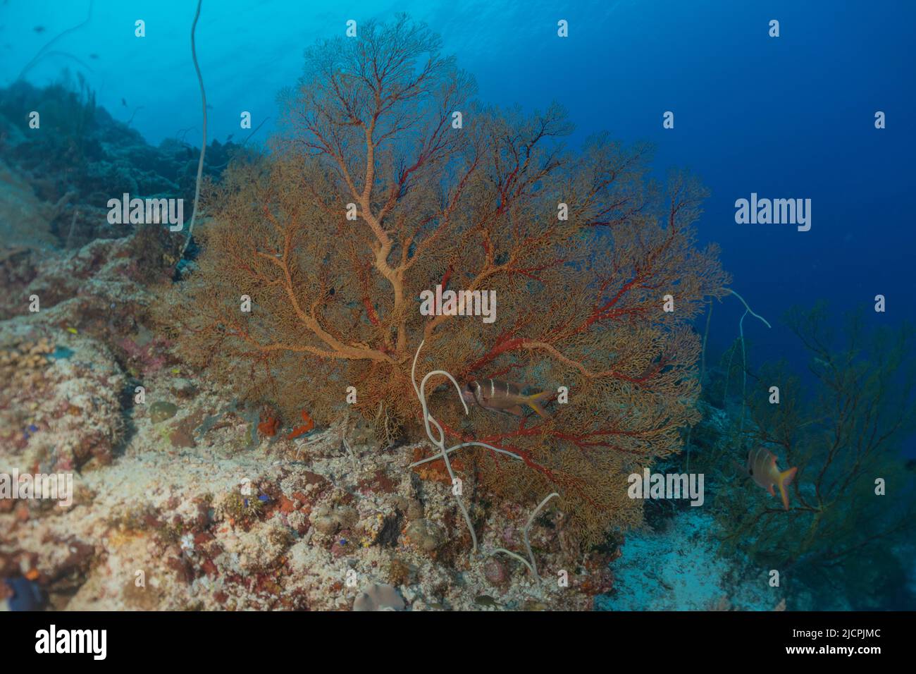 Coral reef and water plants at the Tubbataha Reefs, Philippines Stock ...