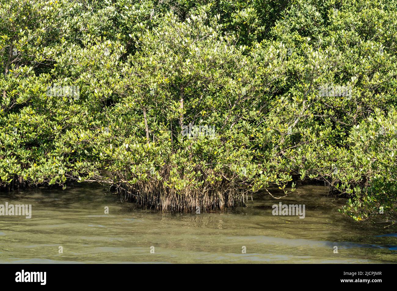 Pneumatophores or "air-breathing roots" of the Black Mangrove ...