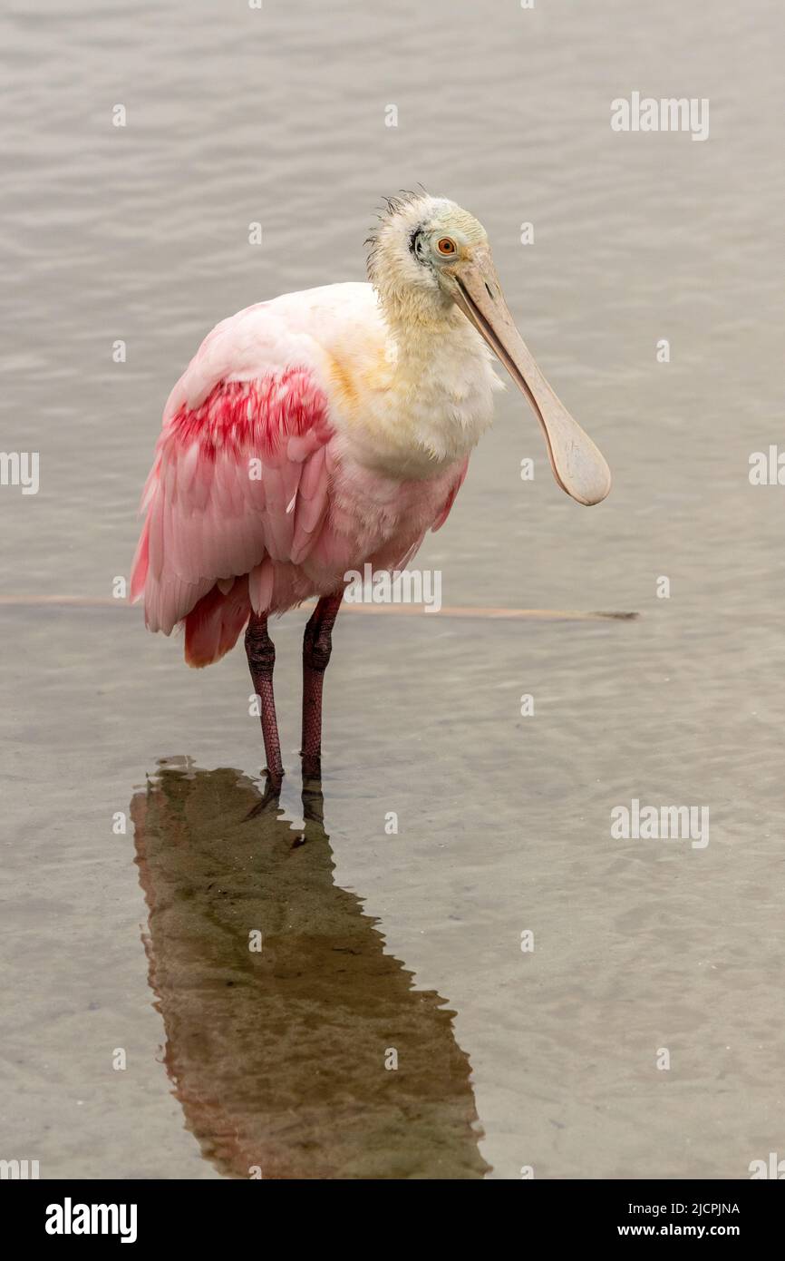 A Roseate Spoonbill, Platalea ajaja, in a wetland marsh. South Padre ...