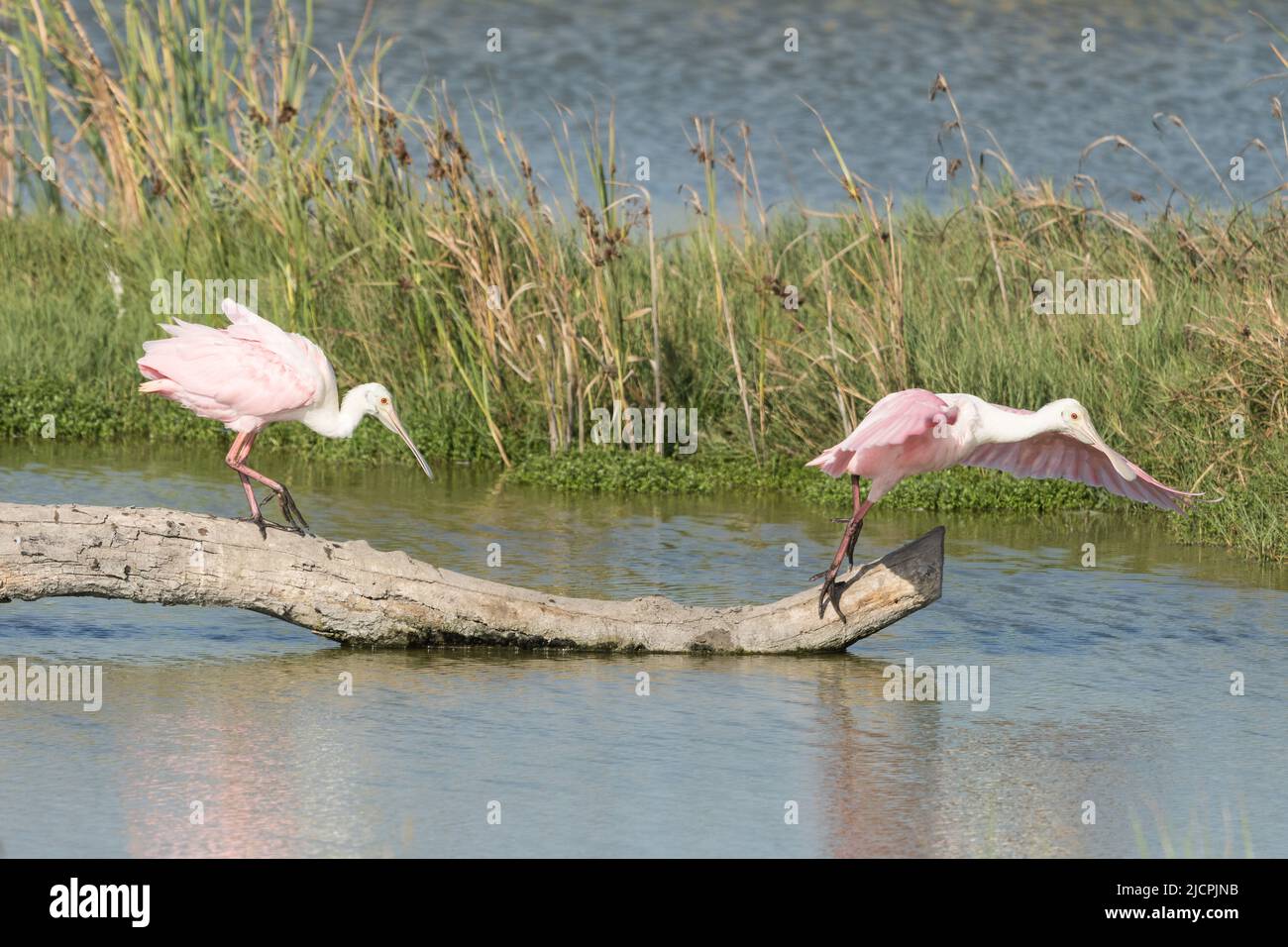 A Roseate Spoonbill, Platalea ajaja, takes flight from a log in a ...