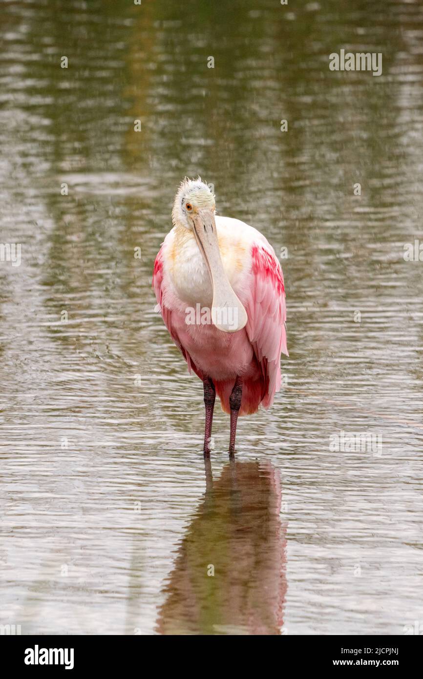 A Roseate Spoonbill, Platalea ajaja, in a wetland marsh. South Padre ...