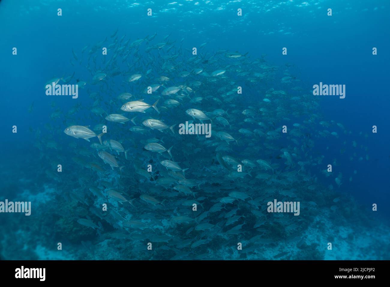Fish swim at the Tubbataha Reefs Philippines Stock Photo - Alamy
