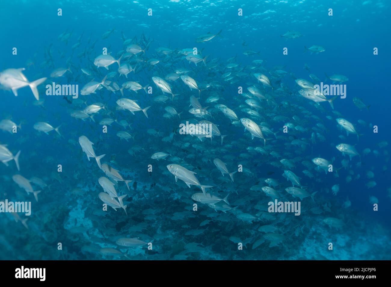 Fish swim at the Tubbataha Reefs Philippines Stock Photo - Alamy