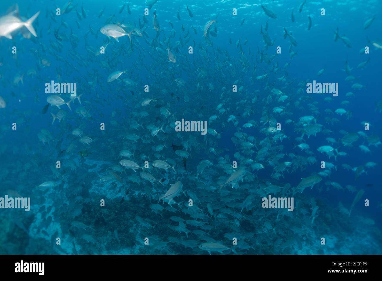 Fish swim at the Tubbataha Reefs Philippines Stock Photo - Alamy