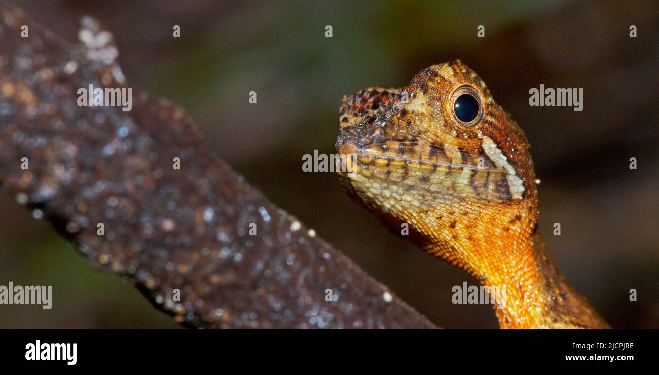 Brown-patched Kangaroo lizard, Wiegmann's Agama, SriLankan Kangaroo ... Brown-patched Kangaroo lizard, Wiegmann's Agama, SriLankan Kangaroo ...
