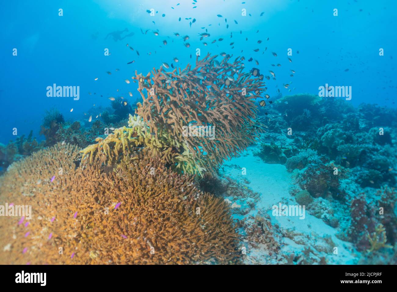 Coral reef and water plants at the Tubbataha Reefs, Philippines Stock ...