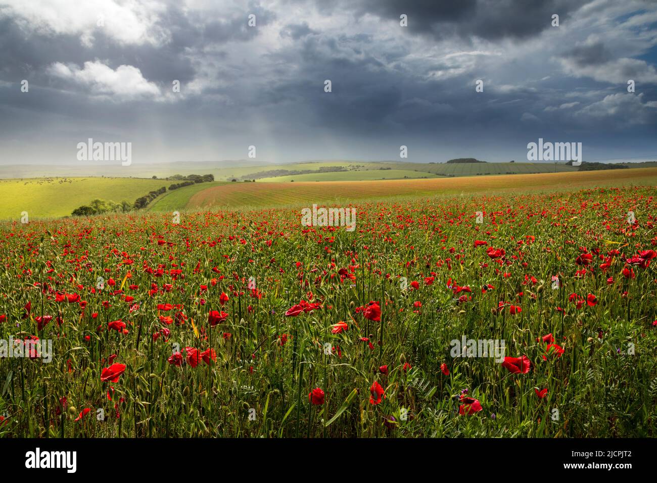 June Poppy fields on the south downs along Ditchling road Brighton ...