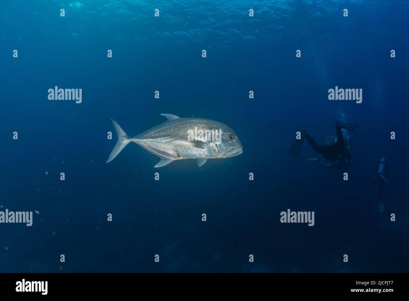 Fish swim at the Tubbataha Reefs Philippines Stock Photo - Alamy