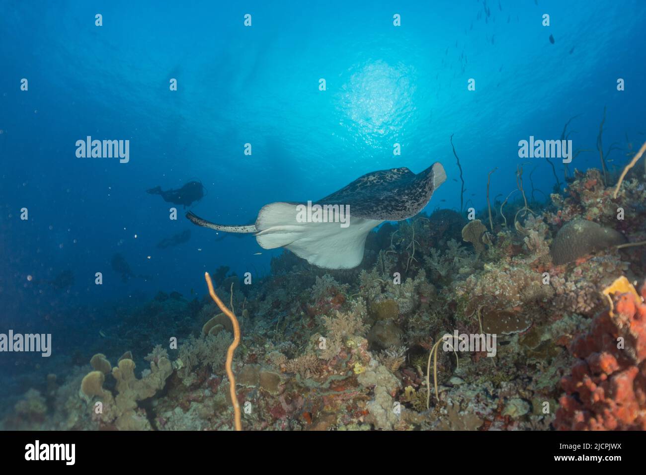 Manta Rays swim at the Tubbataha Reefs Philippines Amazing animal Stock ...
