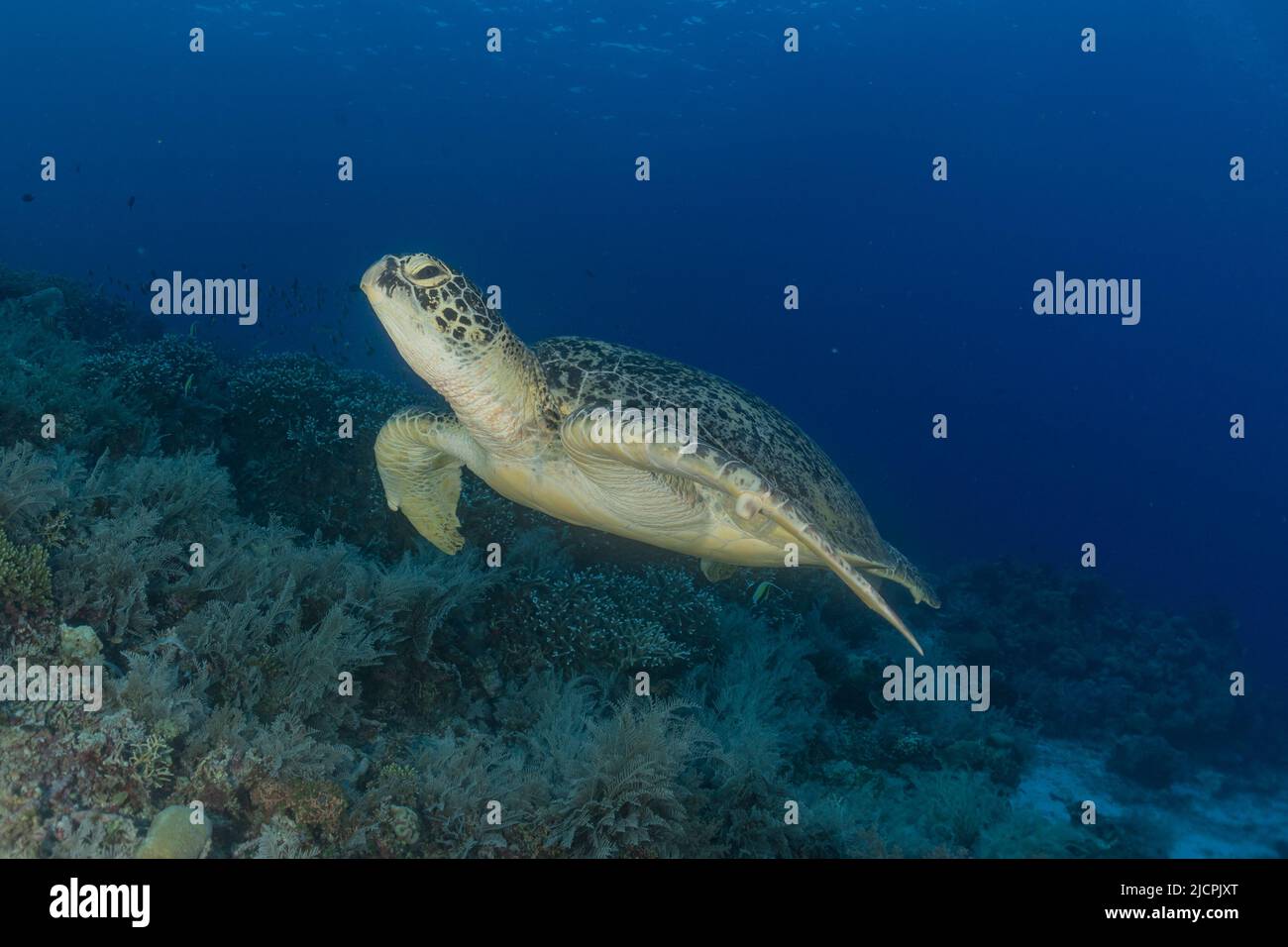 Hawksbill sea turtle at the Tubbataha Reefs Philippines Stock Photo - Alamy