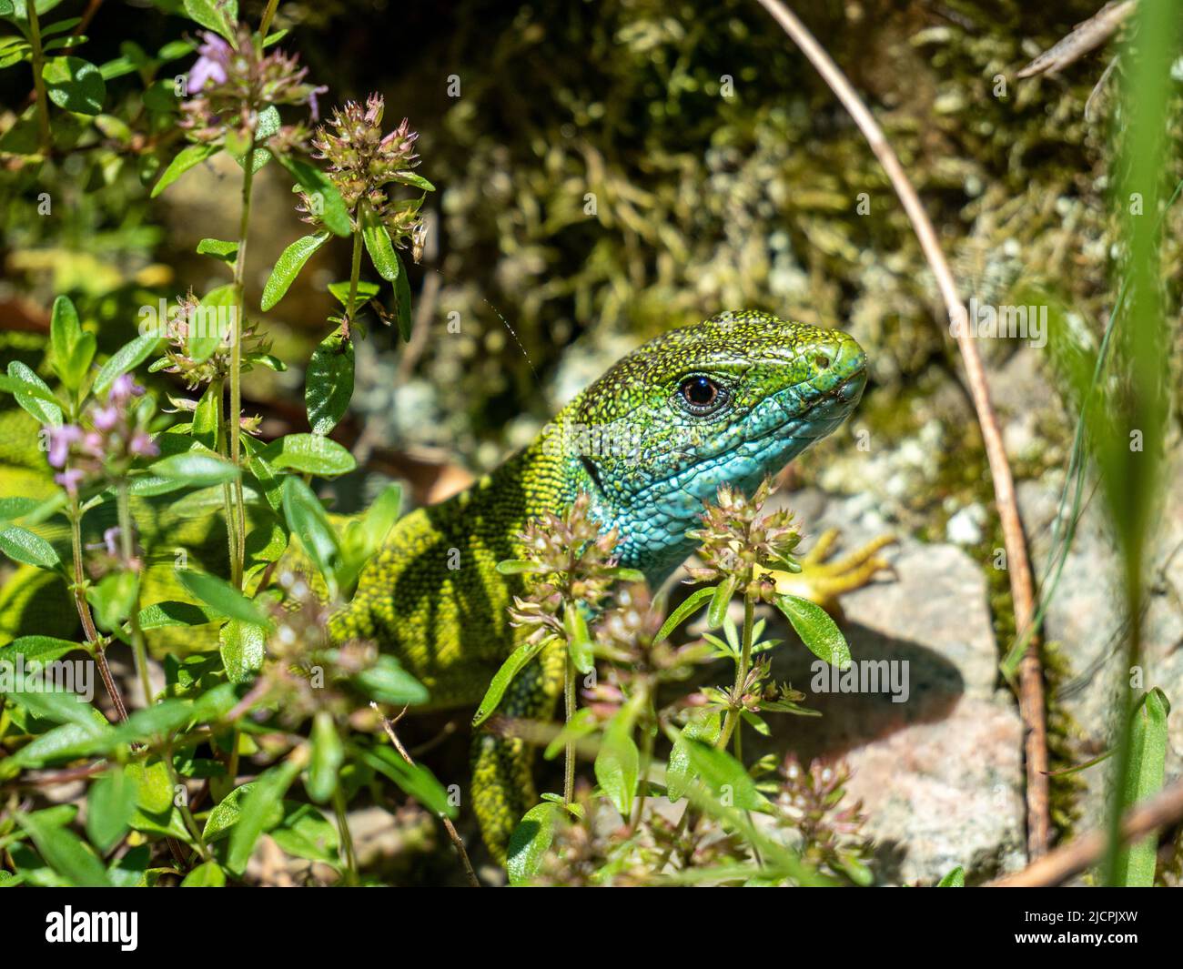 curious green lizard between grass Stock Photo - Alamy