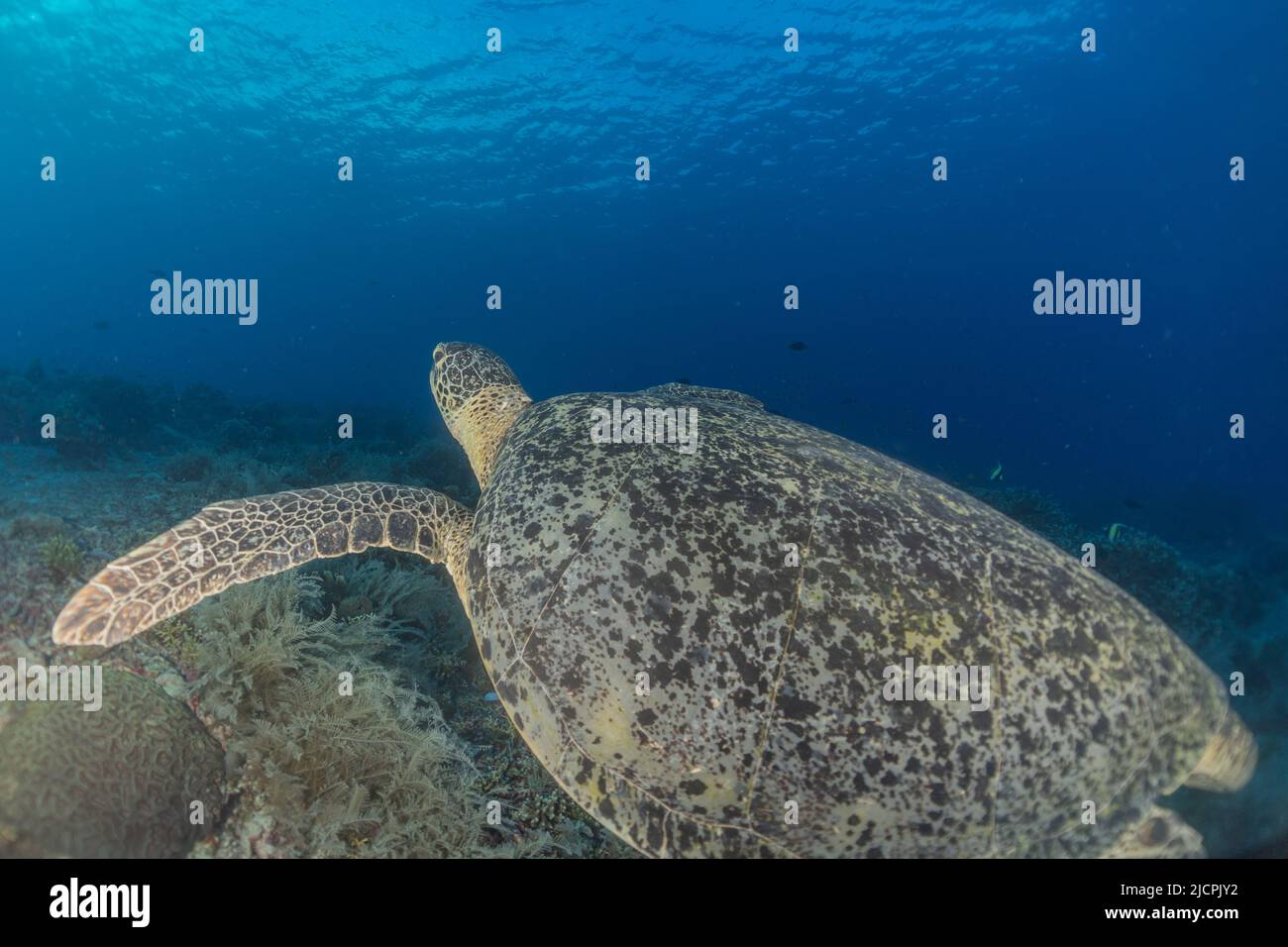 Hawksbill sea turtle at the Tubbataha Reefs Philippines Stock Photo - Alamy