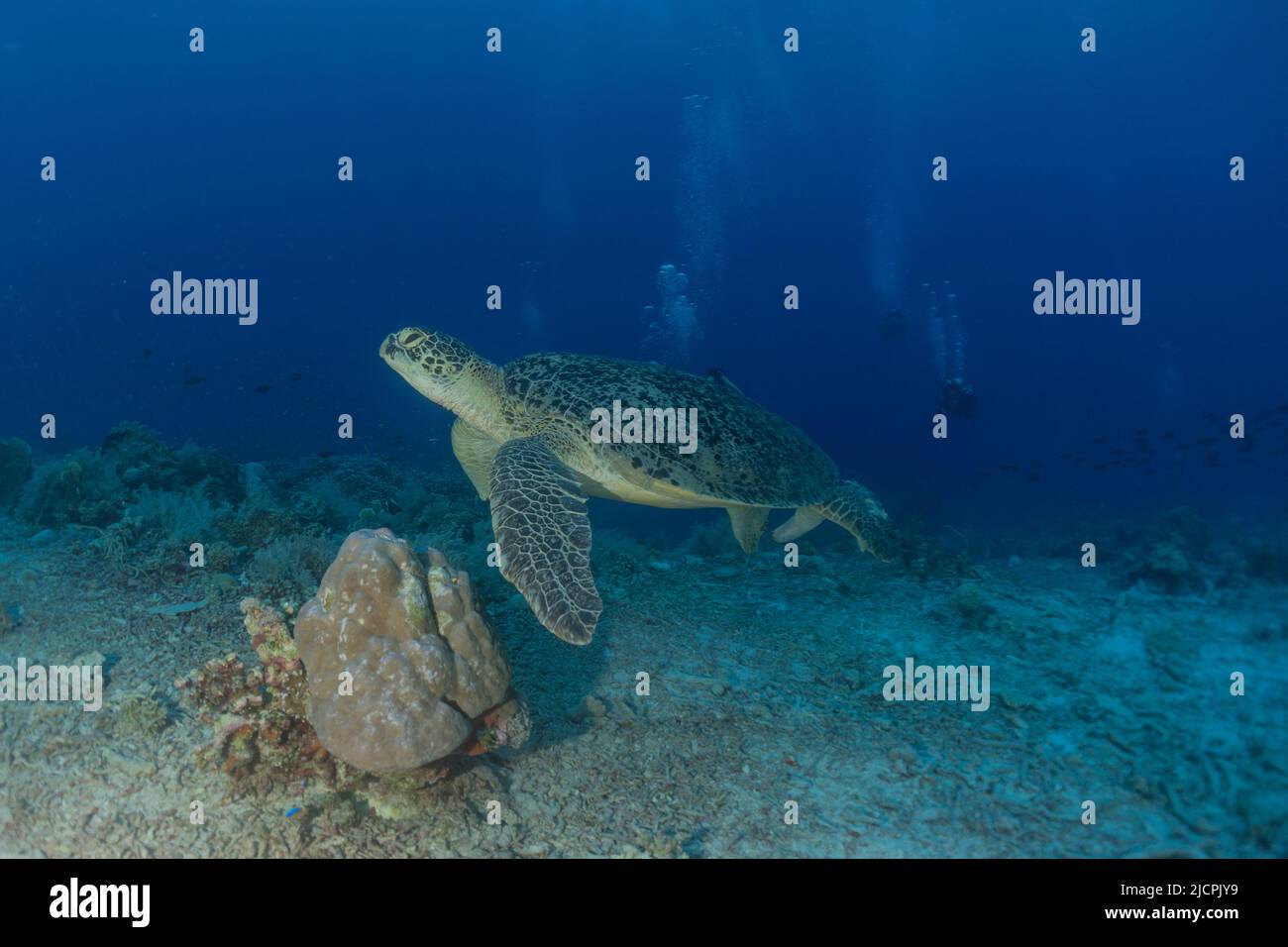 Hawksbill sea turtle at the Tubbataha Reefs Philippines Stock Photo - Alamy
