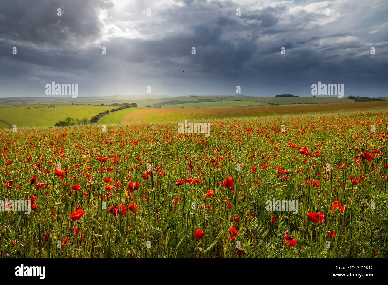 June Poppy fields on the south downs along Ditchling road Brighton ...