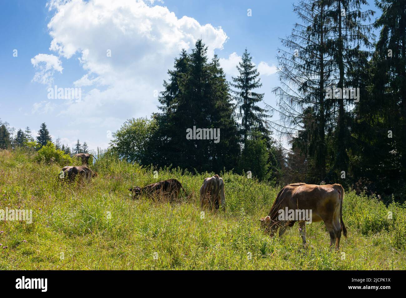 cow cattle on the grassy hillside meadow. rural landscape in summer ...
