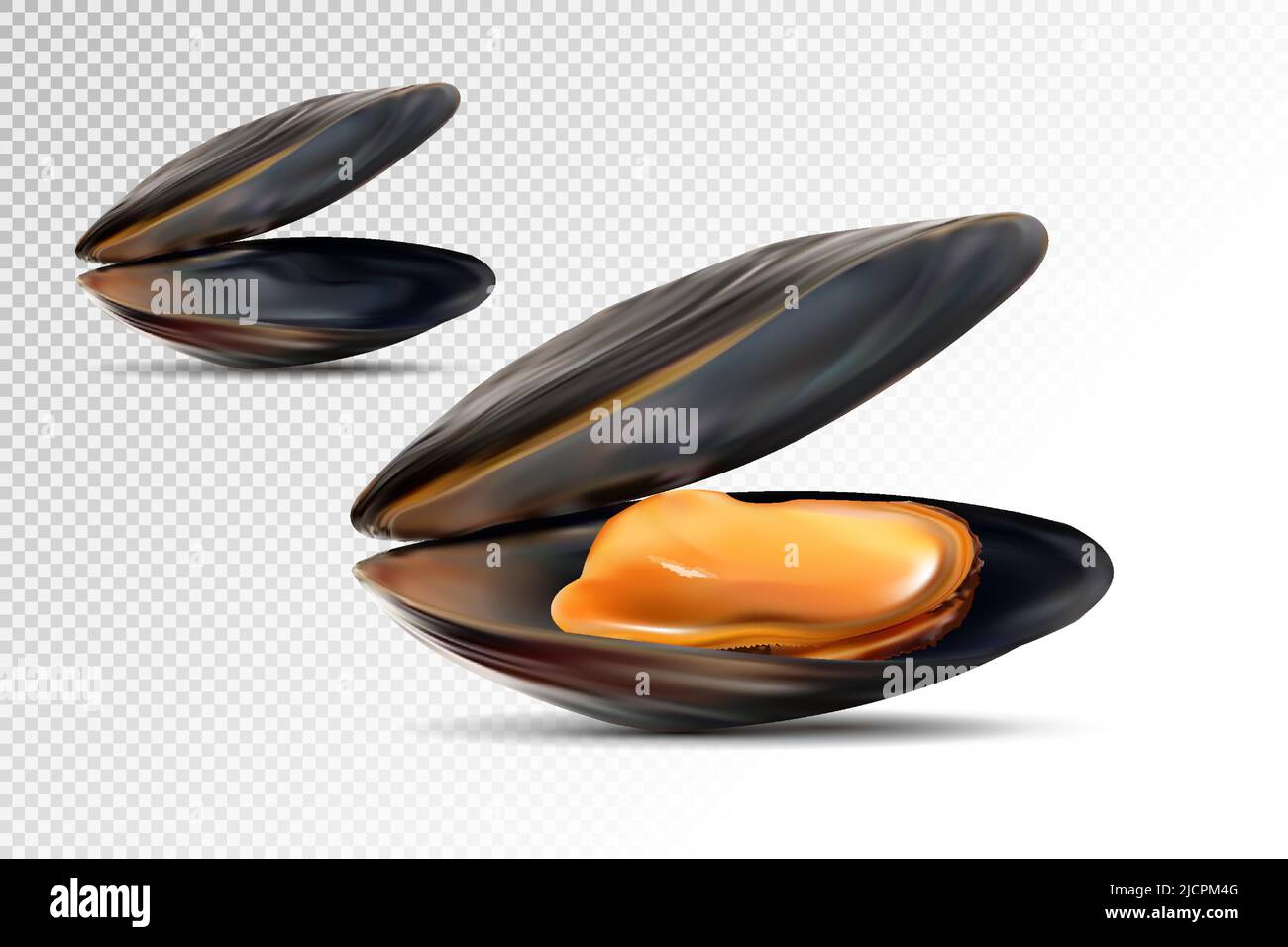 Realistic 3d Detailed Black Mussels Set Opened View. Mussel shell ...