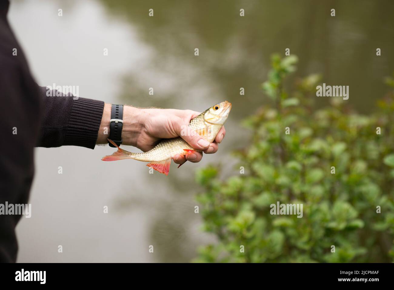 Hand holds freshly caught fish hi-res stock photography and images - Alamy