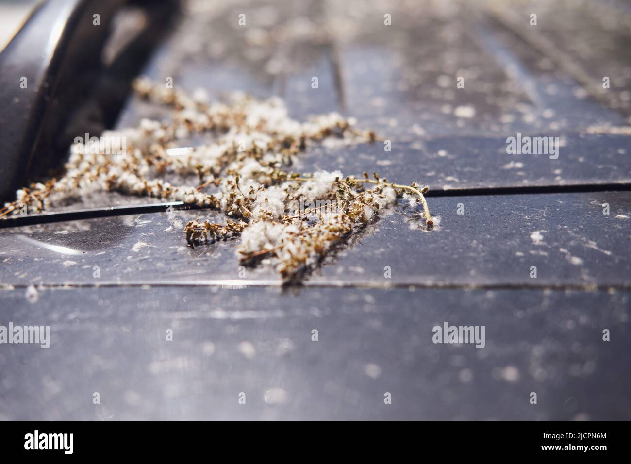 The car is polluted with fallen tree seeds, fluff and dirt from poplars ...