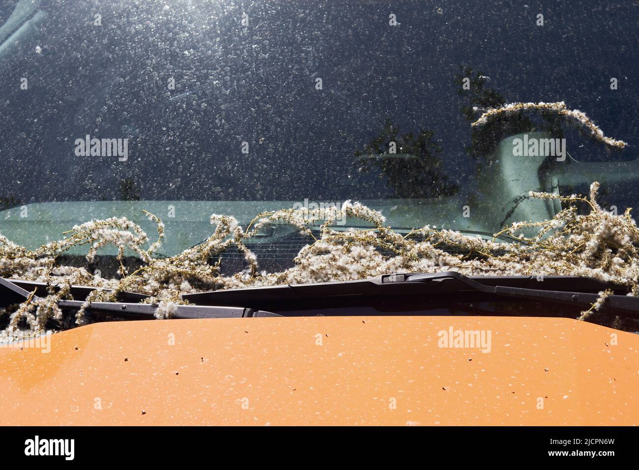 The car is polluted with fallen tree seeds, fluff and dirt from poplars ...