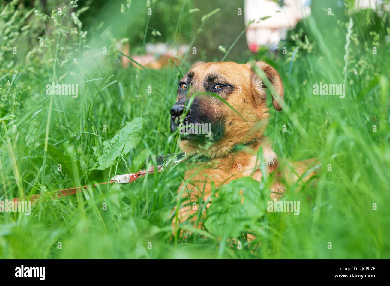 Red dog is resting in the green grass. Dog carefully looking into the ...