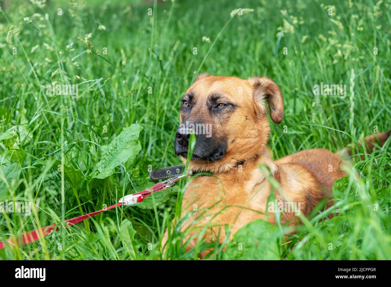 Red dog is resting in the green grass. Dog carefully looking into the ...