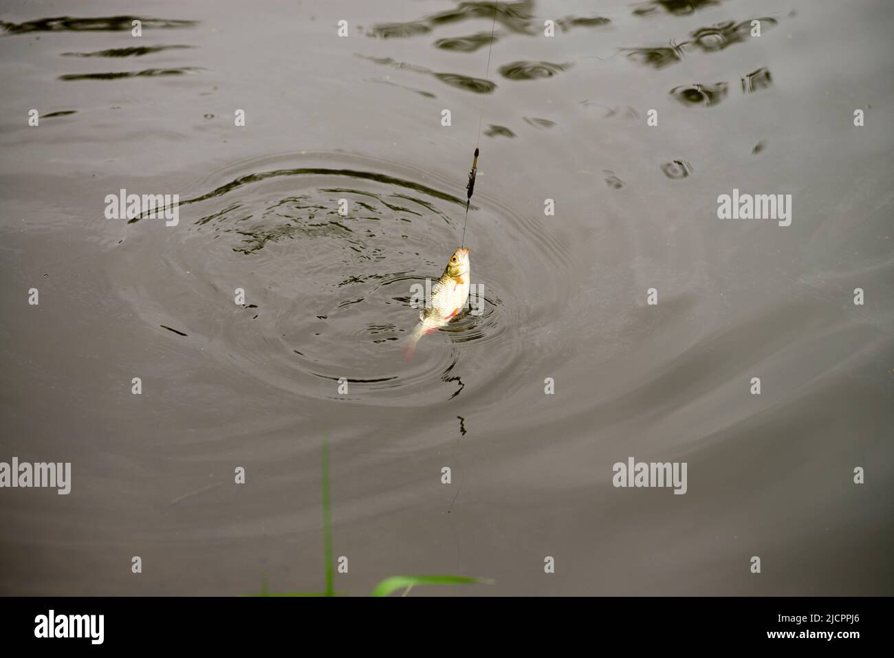 Roach fish being caught and pulled out of the water. Catching fish ...
