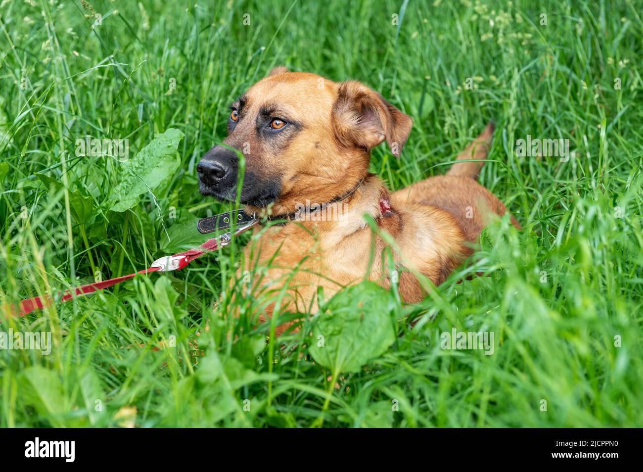 Red dog is resting in the green grass. Dog carefully looking into the ...