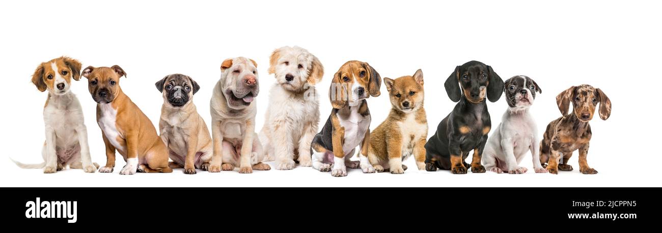 Group of puppies in a row, isolated on white Stock Photo - Alamy