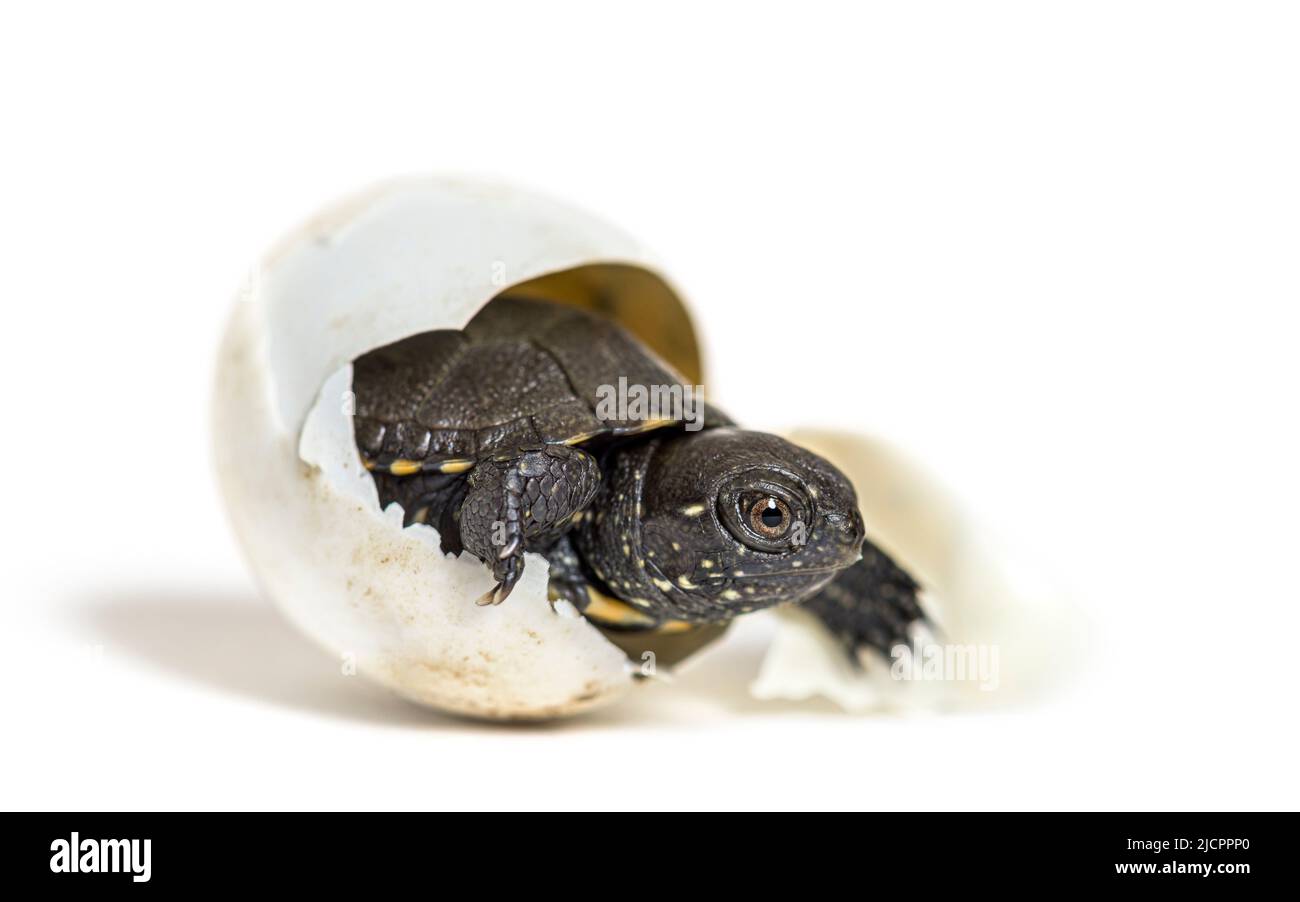 European pond turtle hatching from its egg, Isolated on white Stock ...