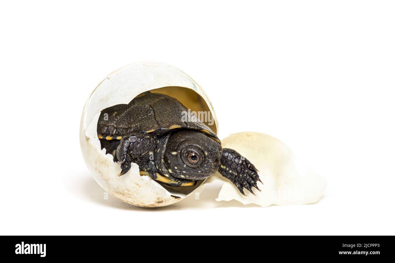 European pond turtle hatching from its egg, Isolated on white Stock ...