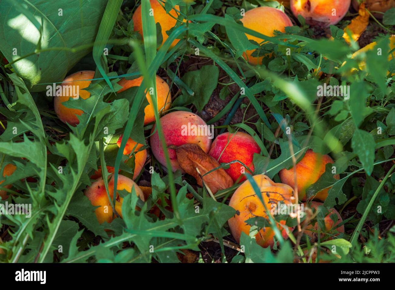 Rotten peaches hi-res stock photography and images - Alamy