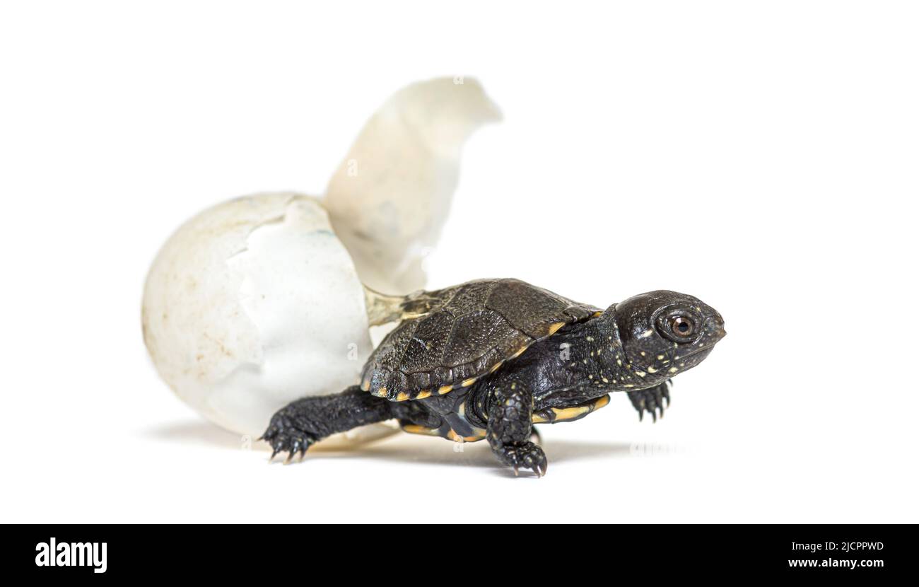 European pond turtle hatching from its egg, Isolated on white Stock ...