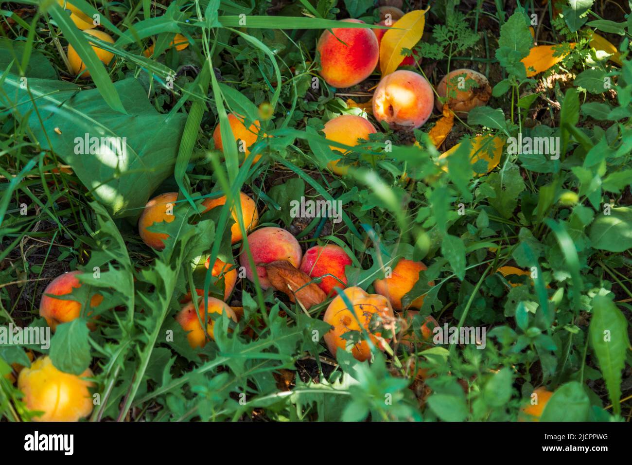 Rotten peaches hi-res stock photography and images - Alamy