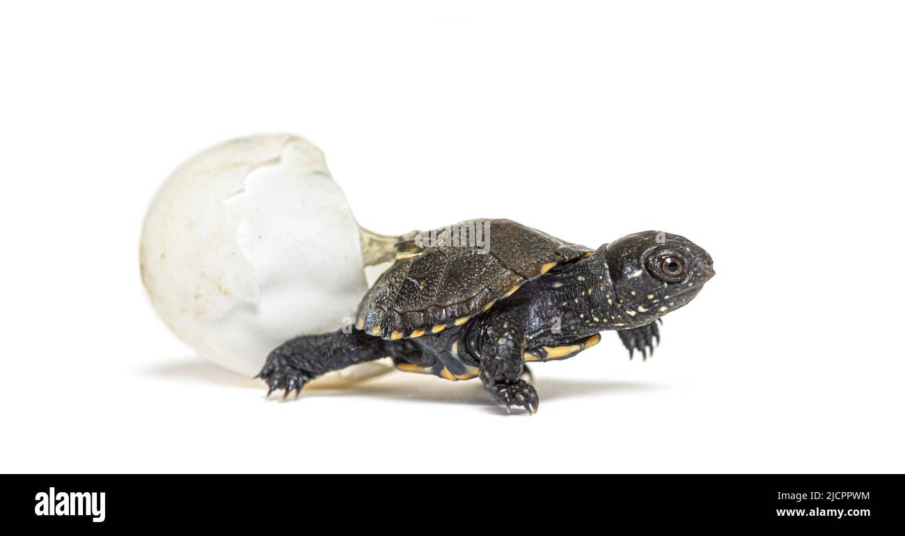 Turtle hatching out of egg hi-res stock photography and images - Alamy