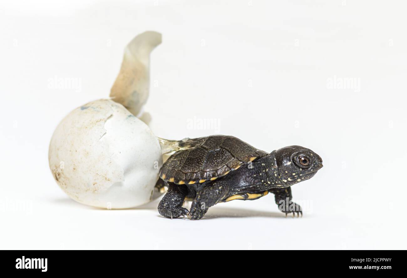 Hatchling terrapin hi-res stock photography and images - Alamy