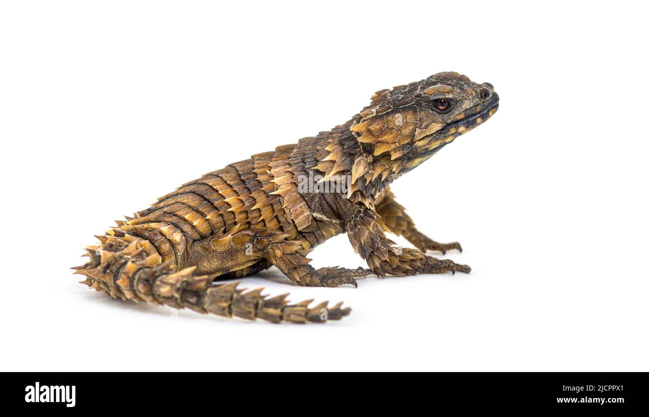 Armadillo girdled lizard, Ouroborus cataphractus, Isolated on white ...
