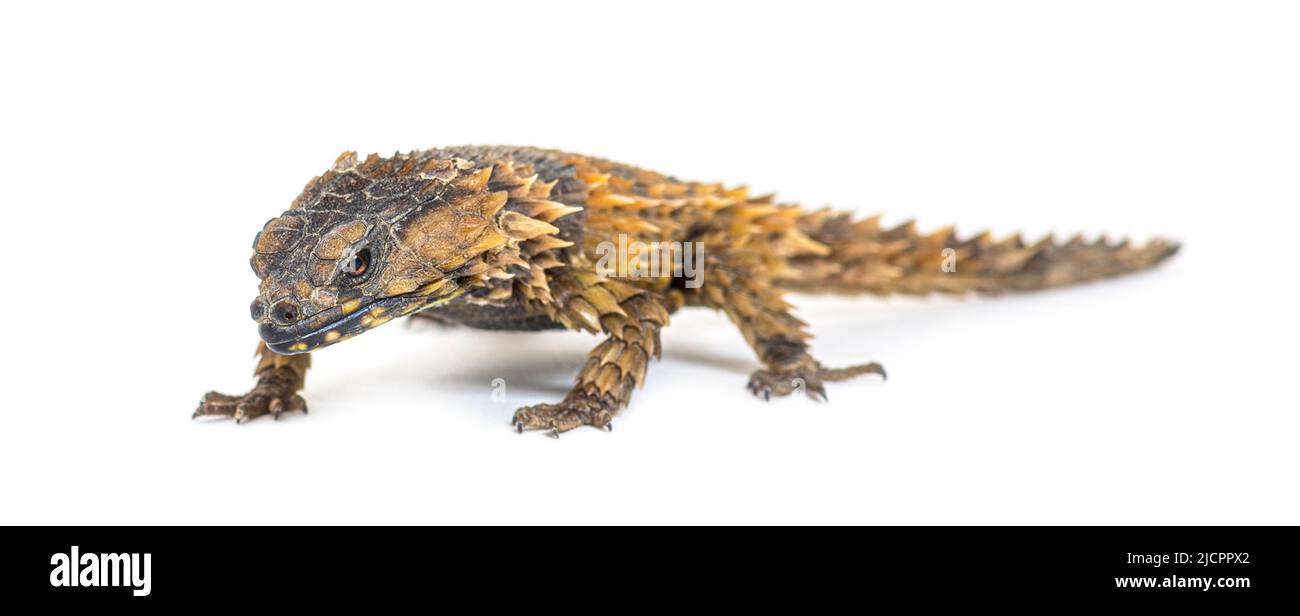 Armadillo girdled lizard, Ouroborus cataphractus, Isolated on white ...