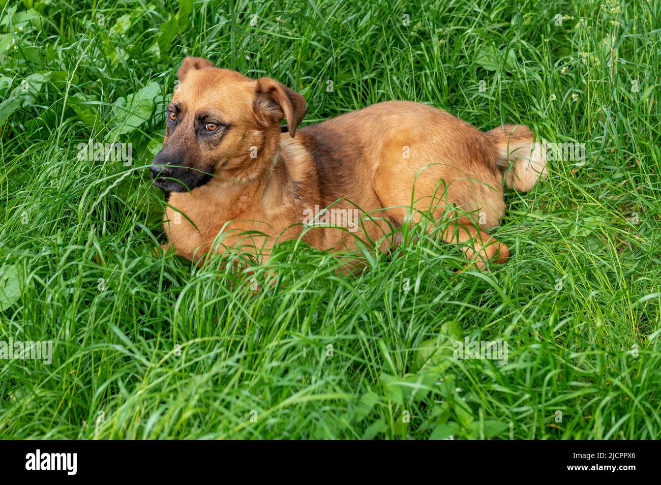 Red dog is resting in the green grass. Dog carefully looking into the ...