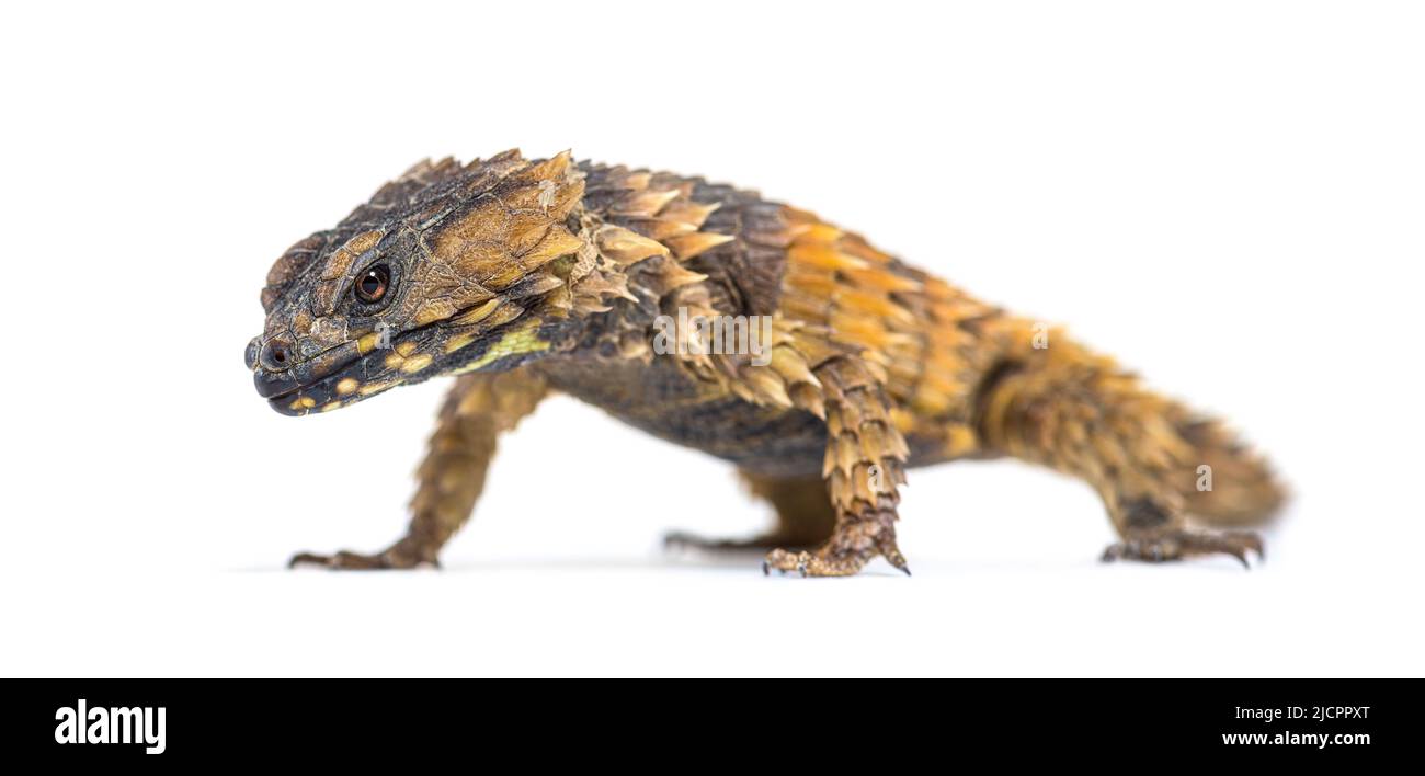 Armadillo girdled lizard, Ouroborus cataphractus, Isolated on white ...