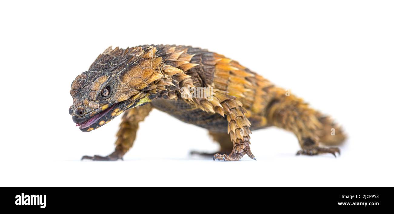 Armadillo Lizard Wallpaper