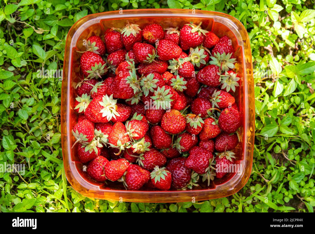 Top down view of fresh strawberries in plastic container surrounded ...