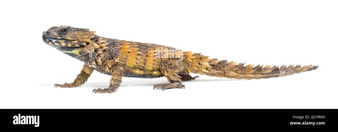 Armadillo girdled lizard, Ouroborus cataphractus, Isolated on white ...