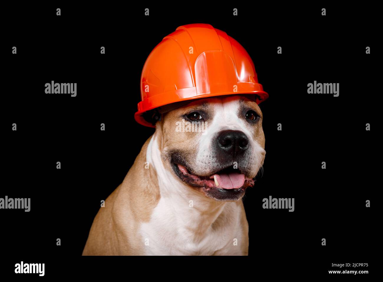 dog breed pit bull terrier in a construction helmet isolated on a black ...