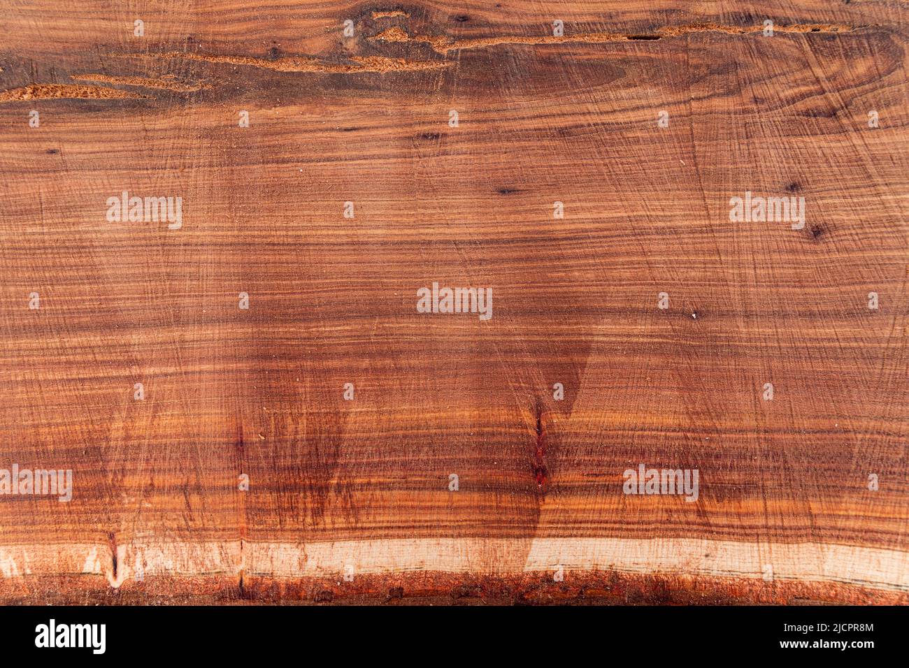 Tree plank texture for background. Cut tree trunk texture. Wood texture ...