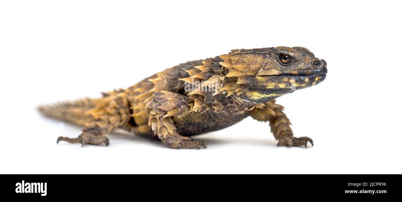 Armadillo girdled lizard, Ouroborus cataphractus, Isolated on white ...