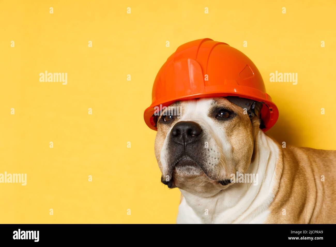 dog breed pit bull terrier in a construction helmet on a yellow ...