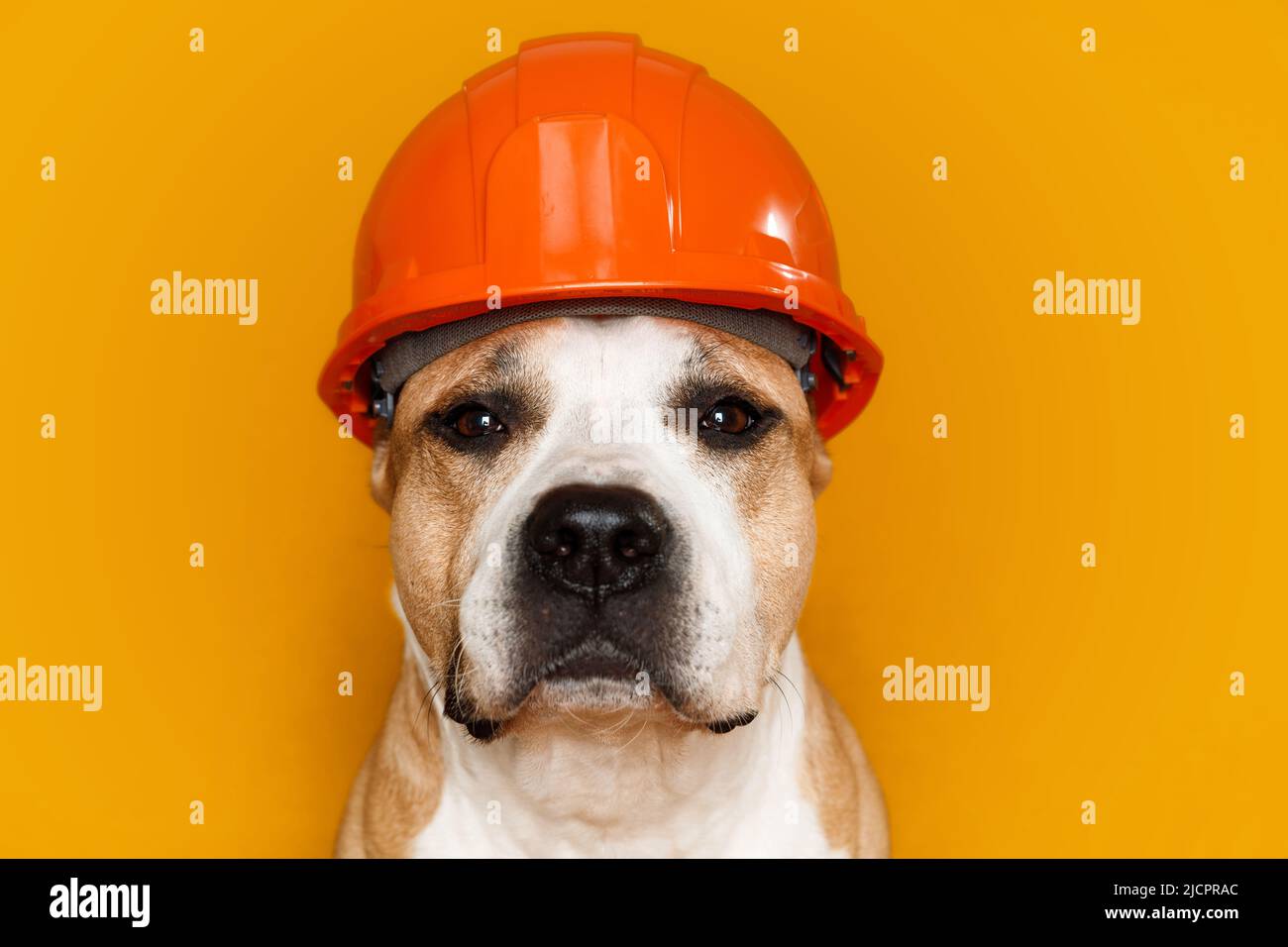 dog breed pit bull terrier in a construction helmet on a yellow ...
