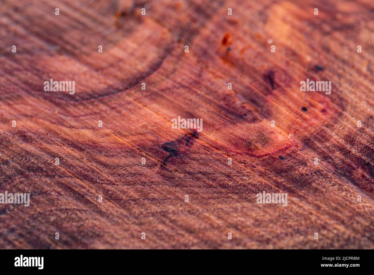Tree plank texture for background. Cut tree trunk texture. Wood texture ...