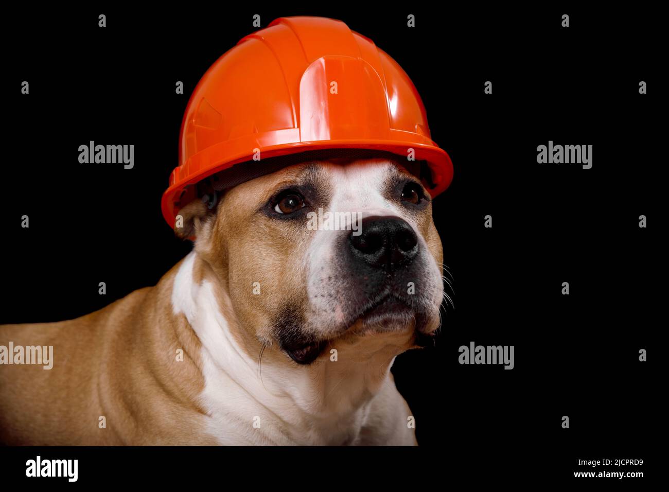 dog breed pit bull terrier in a construction helmet isolated on a black ...